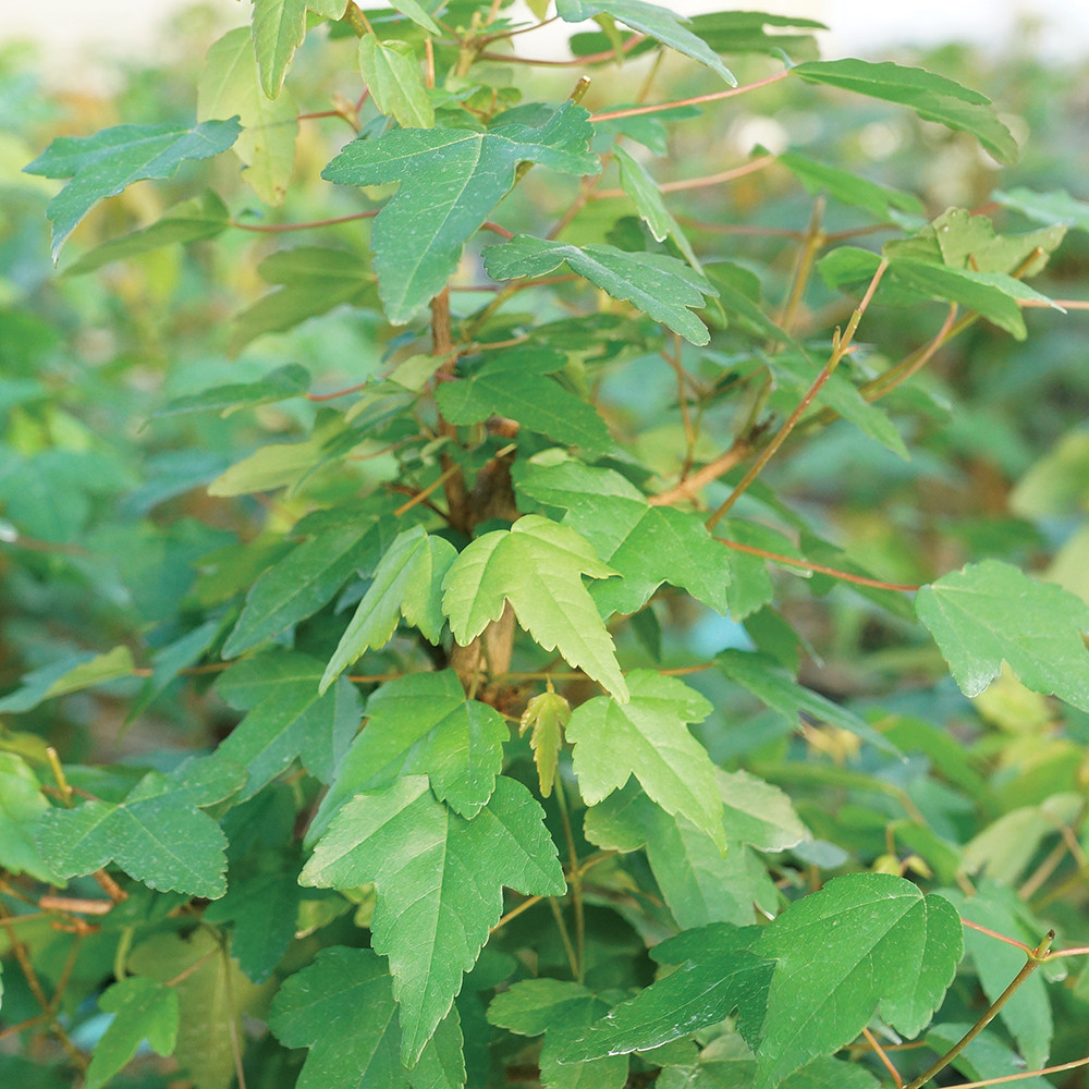 Trident Maple (Acer Burgerianum) Outdoor Bonsai - Brussel's Bonsai