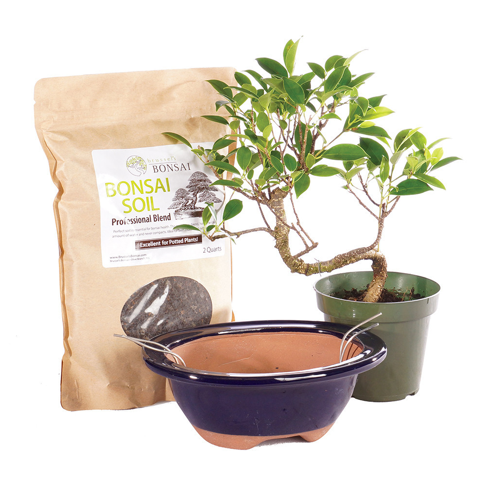 Golden Gate Ficus (Ficus microcarpa) Bonsai DIY Bundle 02 - Brussel's ...