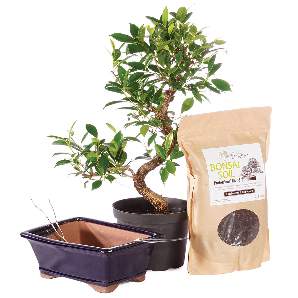 Golden Gate Ficus (Ficus microcarpa) Bonsai DIY Bundle 01 - Brussel's ...
