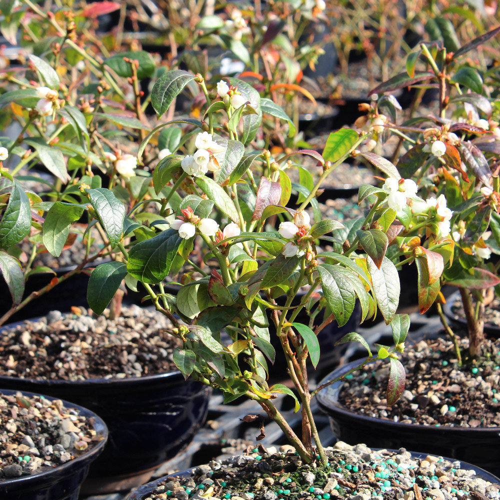 Dwarf Blueberry - DT0223BB - Brussel's Bonsai