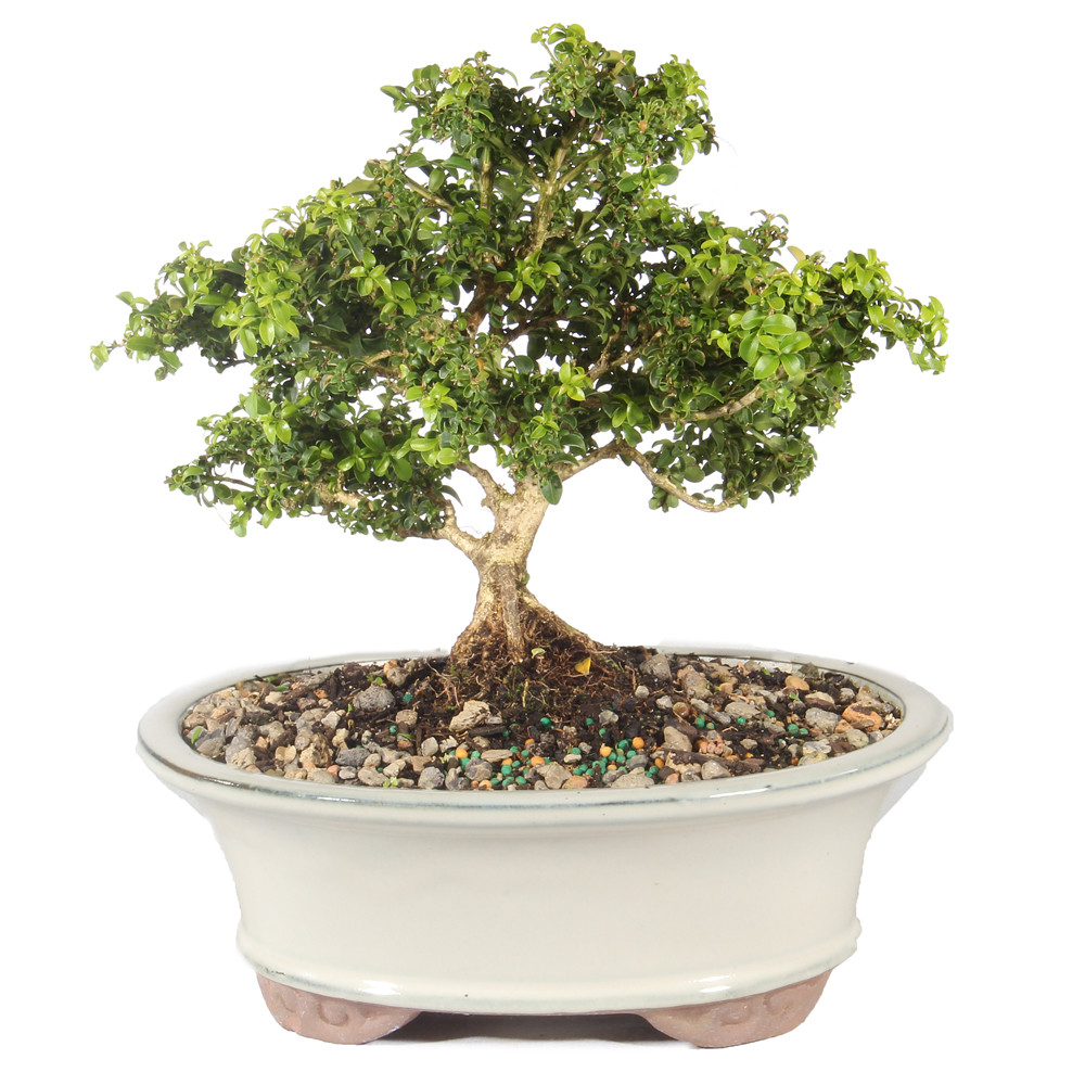 Dwarf Kingville Boxwood - ST5924DB-X - Brussel's Bonsai
