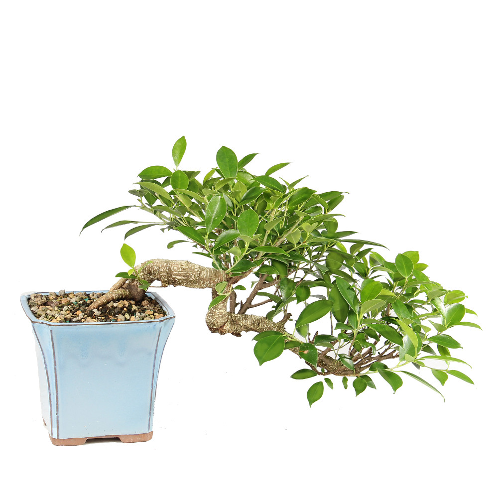 Golden Gate Ficus - CT0225GGF - Brussel's Bonsai