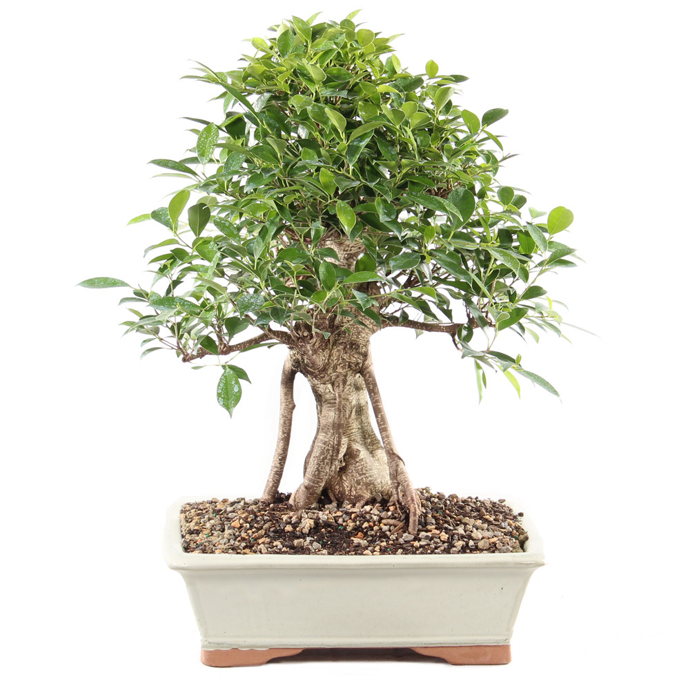 Golden Gate Ficus - ST9725GGF-Q - Brussel's Bonsai
