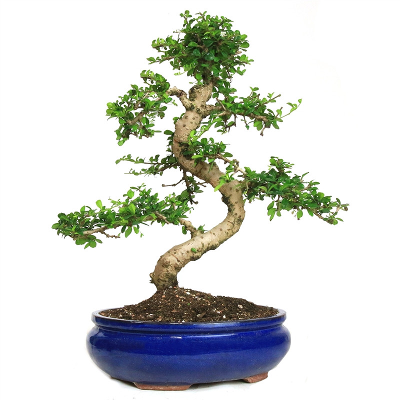 Bonsai - Fujian Tea Bonsai Tree from EasternLeaf.com