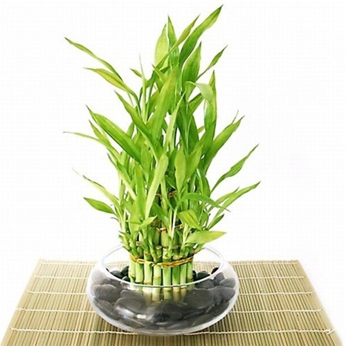 Lucky Bamboo Arrangement - Tiered Bamboo
