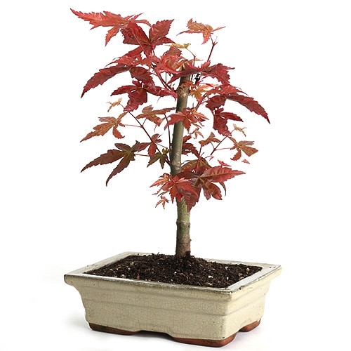 Japanese Red Maple Bonsai Tree