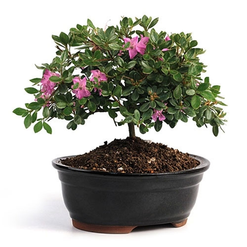 Azalea - Purple Blossom