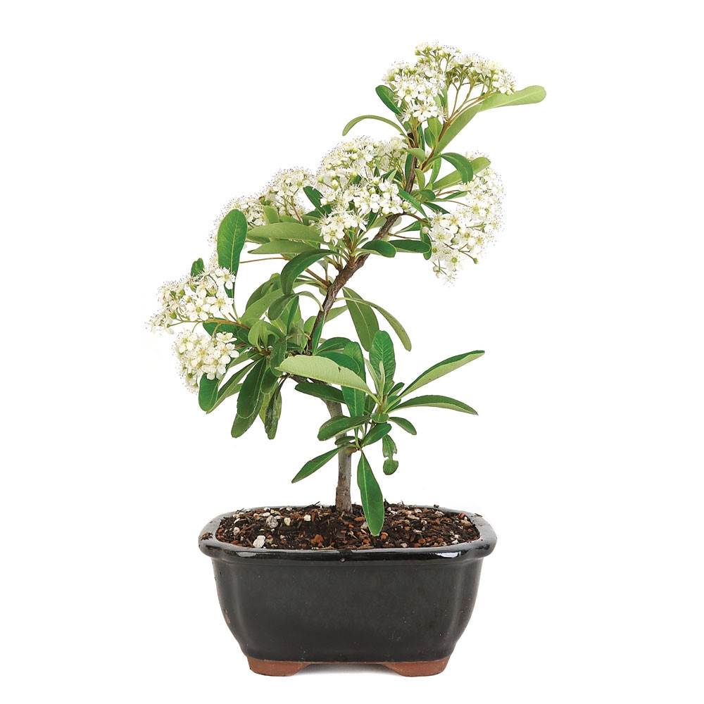 Bonsai - Pyracantha Tree from EasternLeaf.com