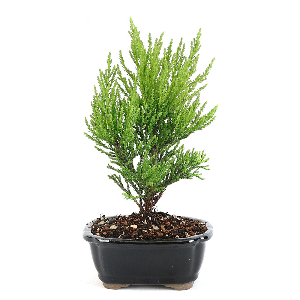 sequoia planter