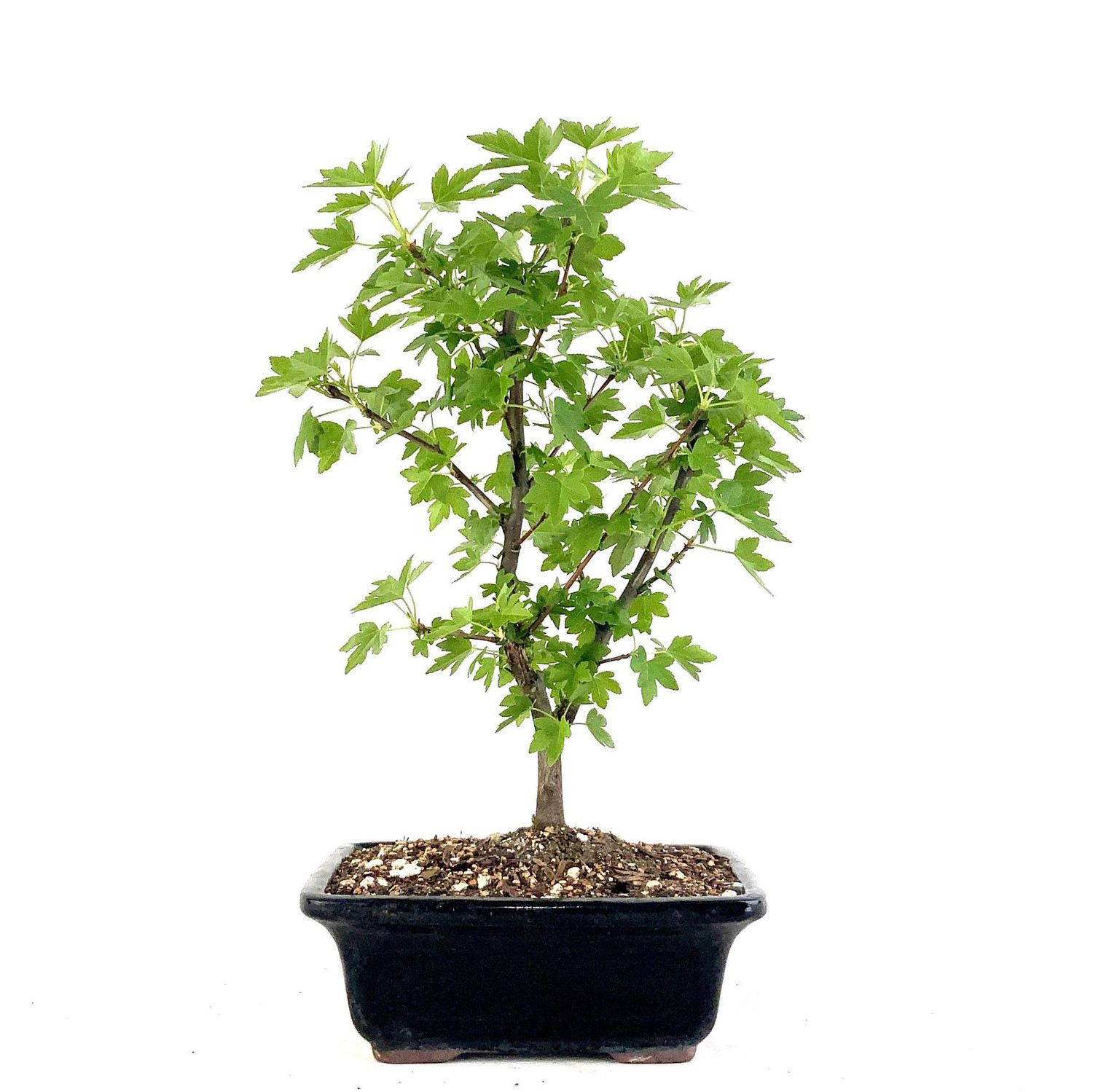 Liquidambar Bonsai - Eastern Leaf