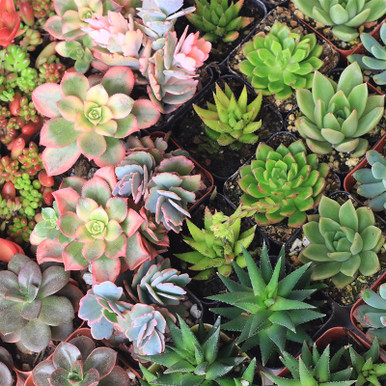 Succulent Color Assortment 2"- Set of 12 - Eastern Leaf