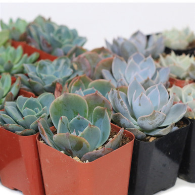 Succulent Color Assortment 2"- Set of 12 - Eastern Leaf