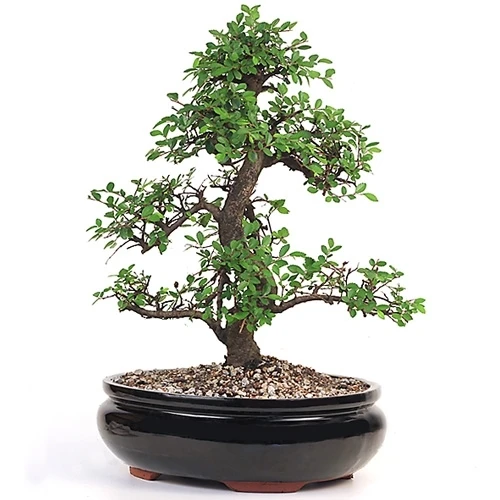 Bonsai - Chinese Elm Bonsai Tree from EasternLeaf.com ; Characterized ...