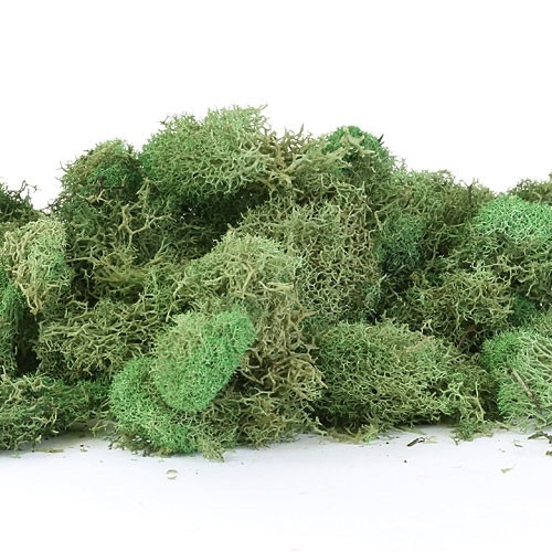 Moss and Indoor Plants Decoration