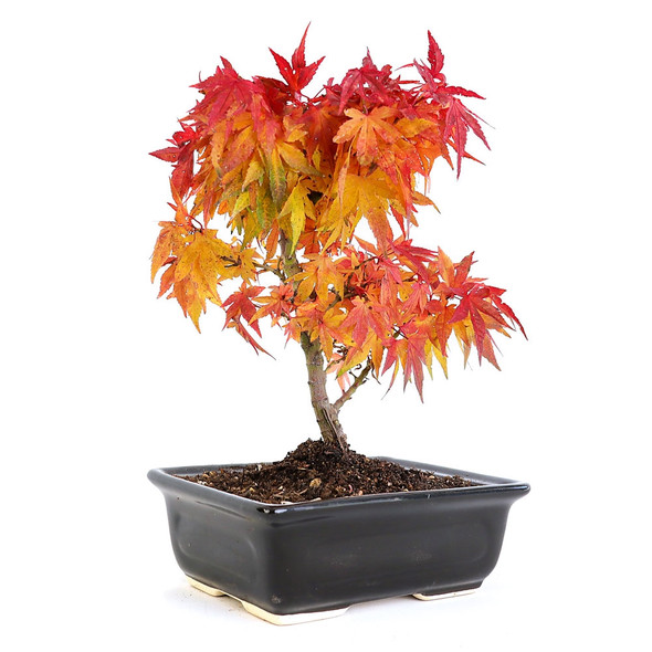 Japanese Red Maple Bonsai Tree