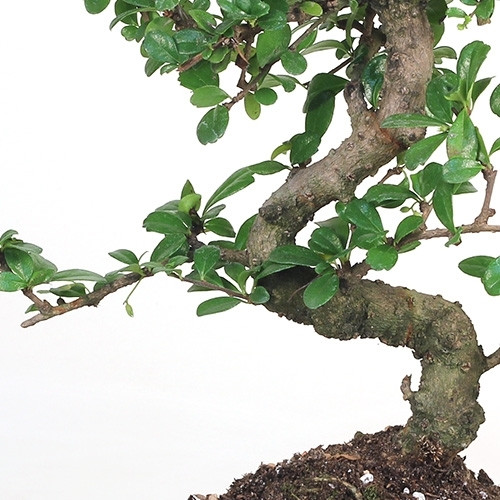 Bonsai - Fujian Tea Bonsai Tree from EasternLeaf.com