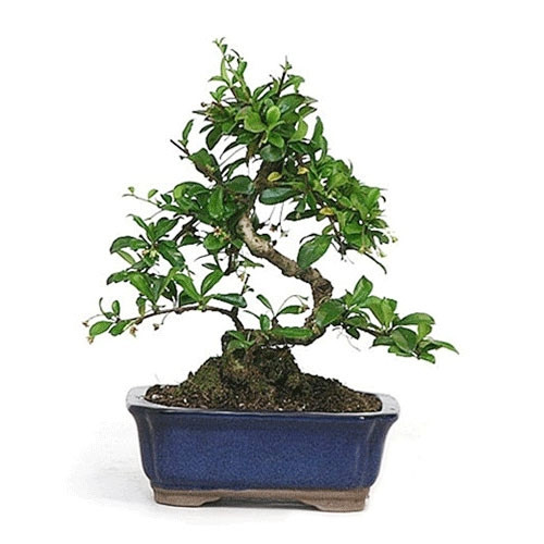 Bonsai - Fujian Tea Bonsai Tree from EasternLeaf.com