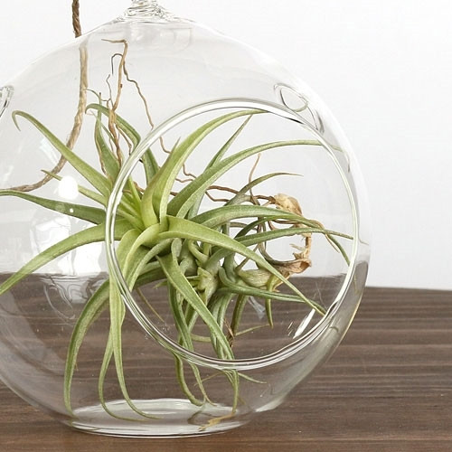Air Plant DIY Kits