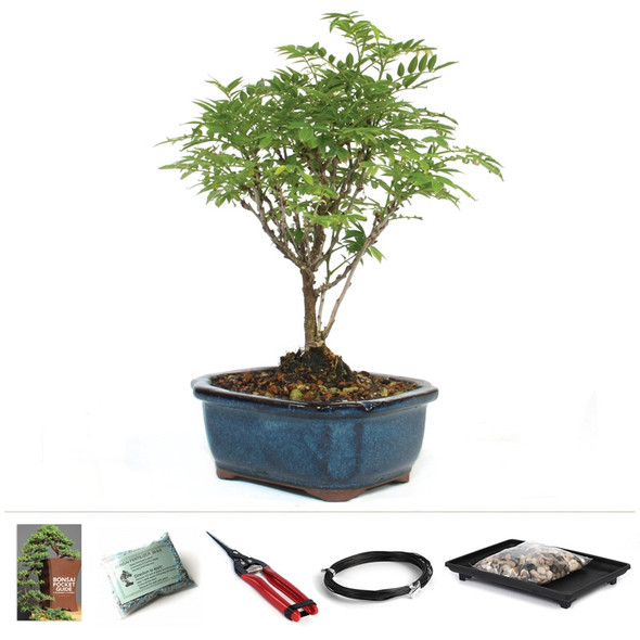 Dwarf Japanese Red Maple Bonsai Starter Kit from EasternLeaf.com