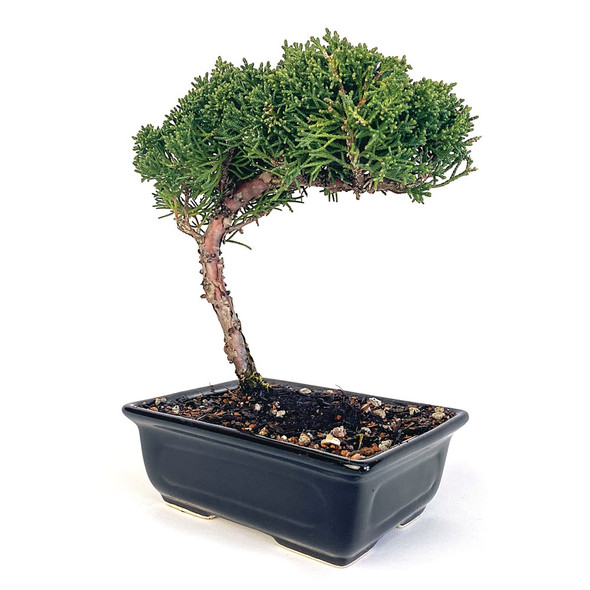 Bonsai - Mini Juniper Bonsai Tree at Easternleaf.com Junipers have a ...