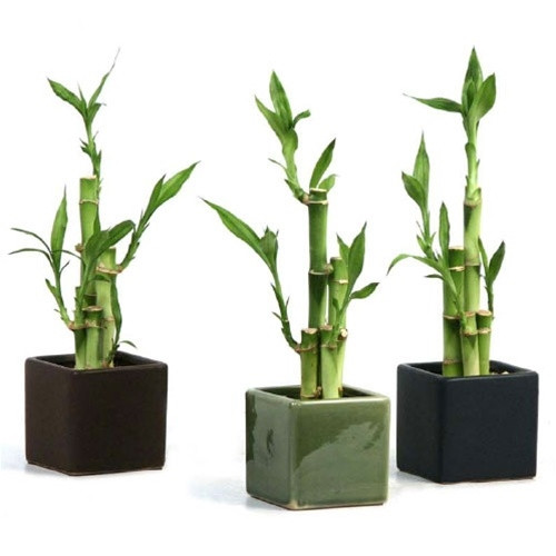 Lucky Bamboo Arrangements and Lucky Bamboo Sticks