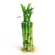 Lucky Bamboo - Individual Bamboo Sticks from EasternLeaf.com; Our lucky ...