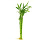 Lucky Bamboo - Individual Bamboo Sticks from EasternLeaf.com; Our lucky ...