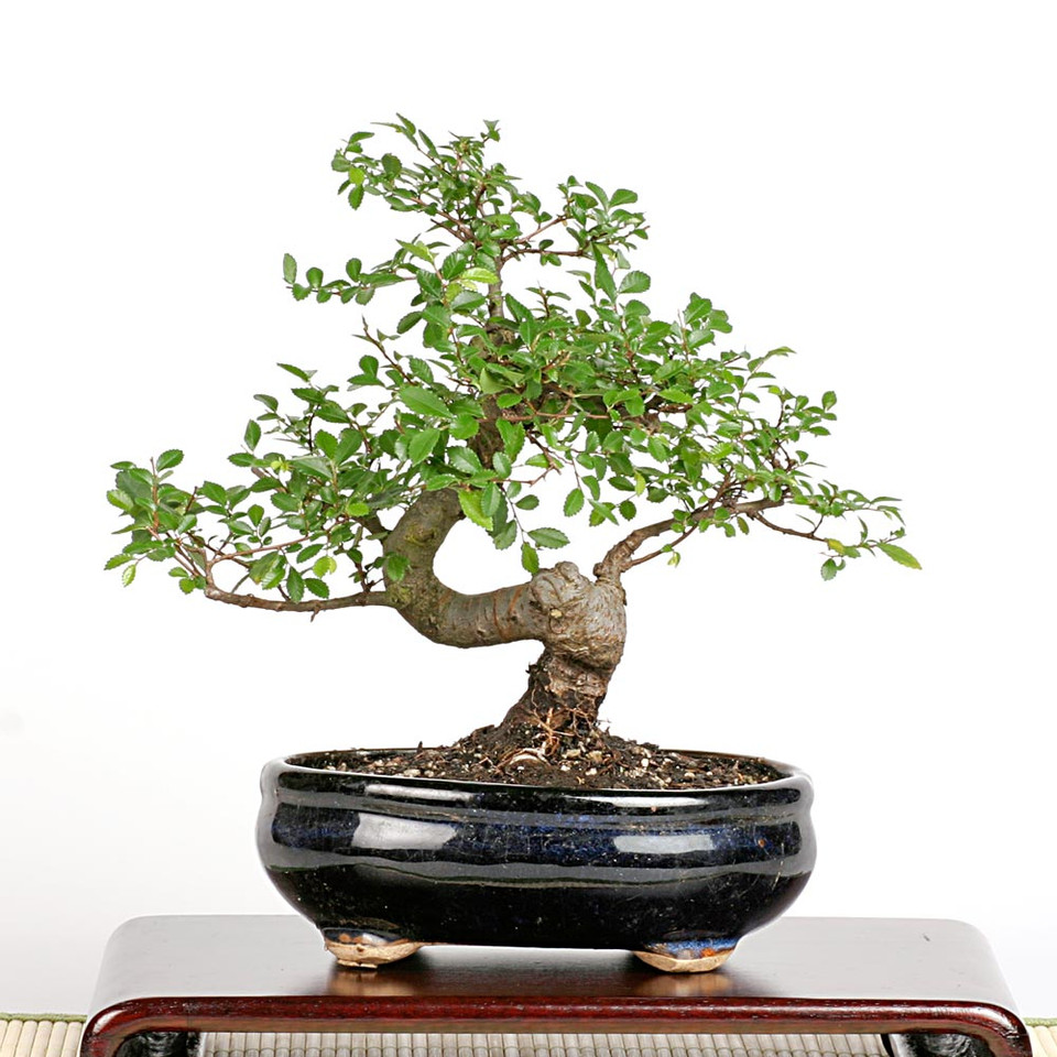 Chinese Elm Bonsai Trees