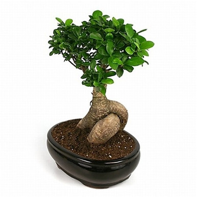 Bonsai - Large Ginseng Ficus Bonsai from EasternLeaf.com; The large ...