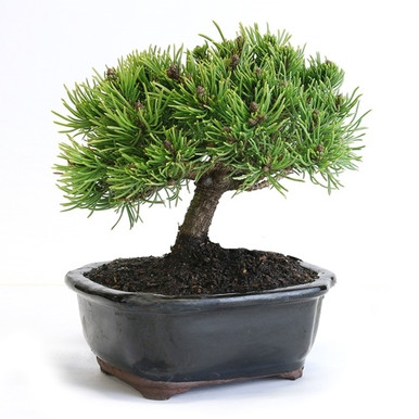 Miniature Mugo Pine Bonsai
