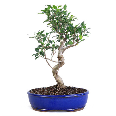 Bonsai - Grand Golden Gate Ficus Bonsai from EasternLeaf.com; The most ...