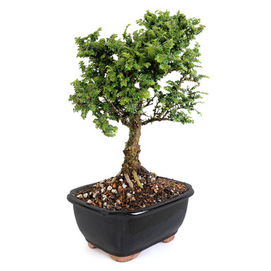 Hokkaido Dwarf Chinese Elm Bonsai Tree from EasternLeaf.com; the ...