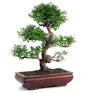 Bonsai - Chinese Elm Bonsai Tree from EasternLeaf.com ; Characterized ...