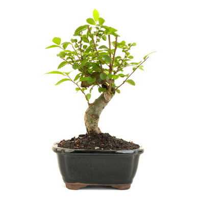 Bonsai - Chinese Elm Bonsai Tree from EasternLeaf.com; the Chinese Elm ...