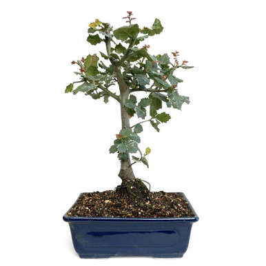 Oak Bonsai - Eastern Leaf
