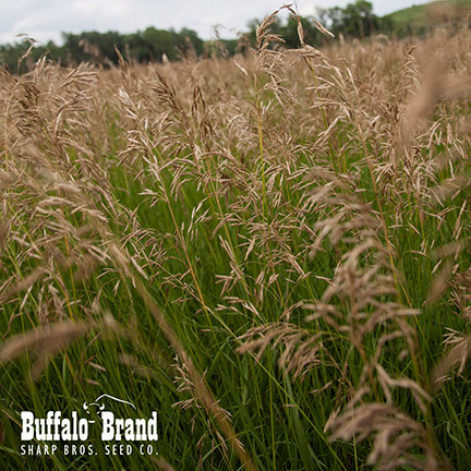 Smooth Brome (Bouteloua curtipendula)