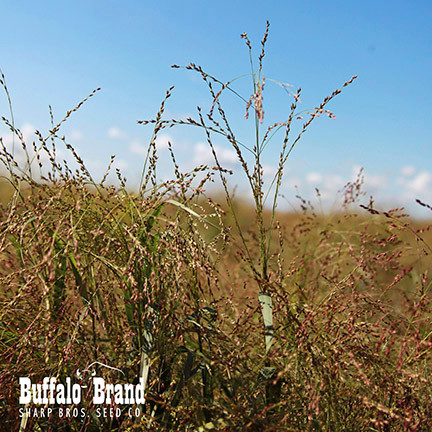 Switchgrass (Panicum virgatum)