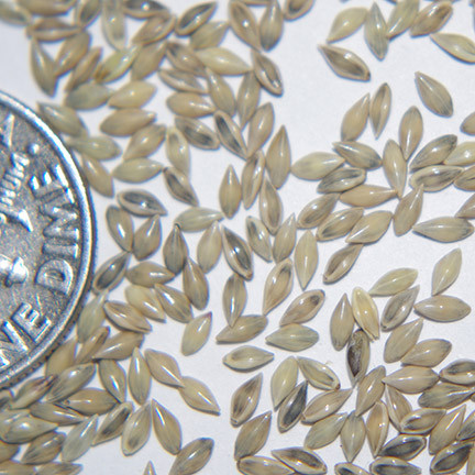 Switchgrass (Panicum virgatum)