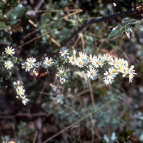 White Heath Aster, Symphotrichum ericoides