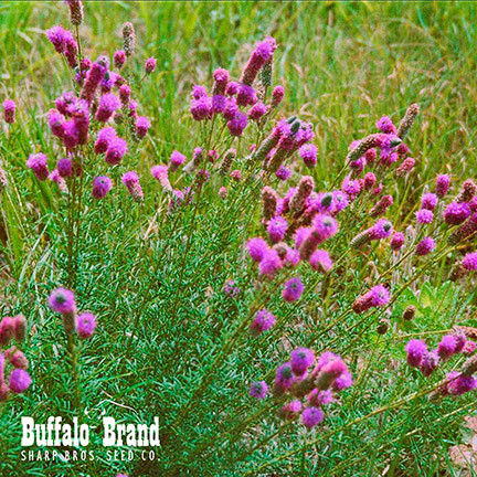 Purple Prairie Clover Dalea purpurea