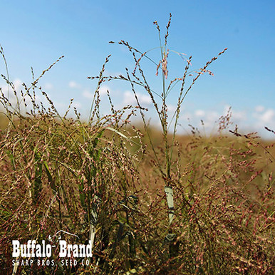 Switchgrass (Panicum virgatum)