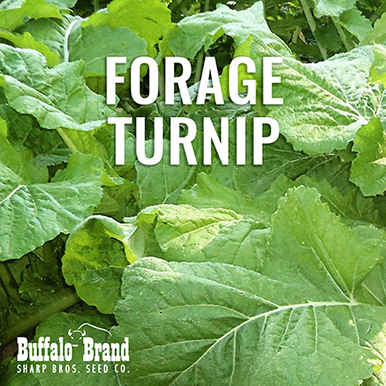 Forage Turnip