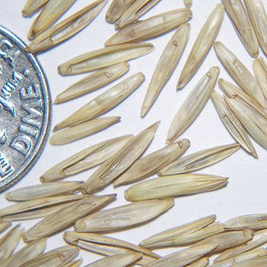 Intermediate Wheatgrass (Thinopyrum intermedium)