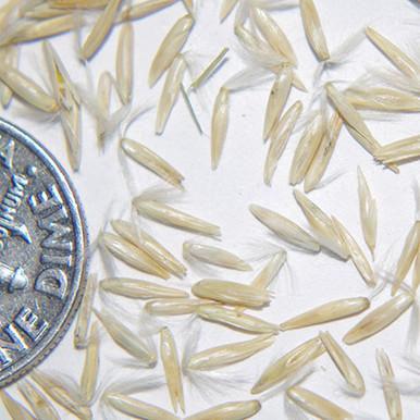 Prairie Sandreed - Sharp Bros. Seed Co.