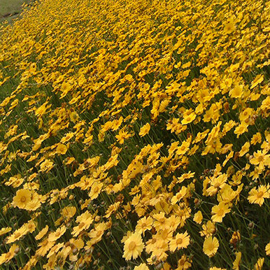 coreopsis lanceolata native range