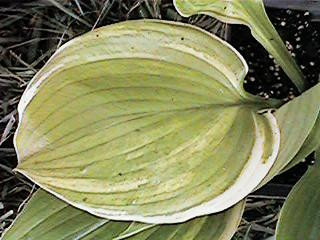 Buy Hosta Winter Snow Large Green hosta with a white edge