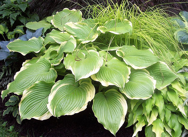 Buy Hosta Winter Snow Large Green hosta with a white edge