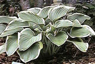 Buy Hosta Sagae