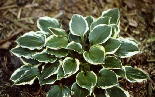 Buy Miniature Hosta Plants-Buy Dwarf Hosta Plants-Pine Forest Gardens