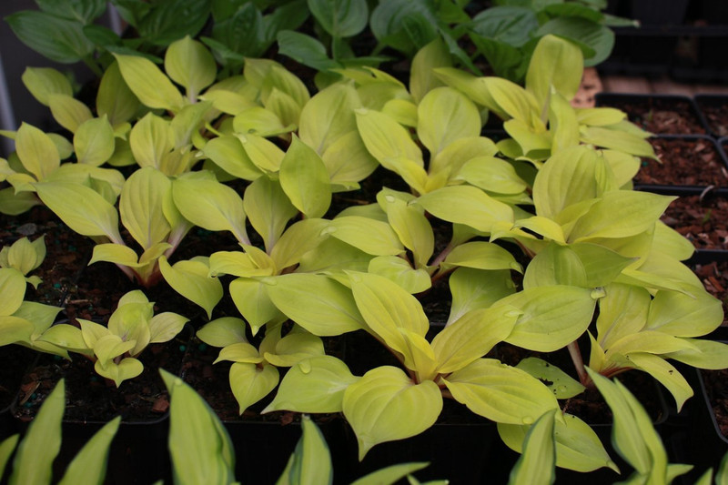 Buy Hosta Lemon Kiss - Bright red Petioles, yellow leaf